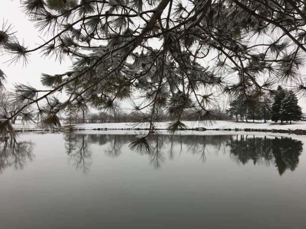 5 Simple Winter Nature Study Ideas - Holistic Homeschool Mom