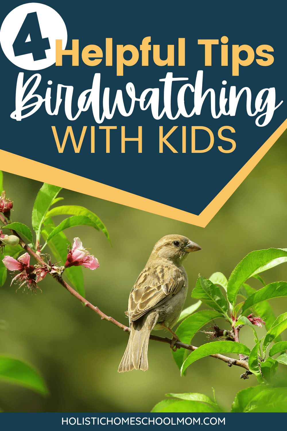 Birdwatching with Kids: 4 Tips You Should Know - Holistic Homeschool Mom